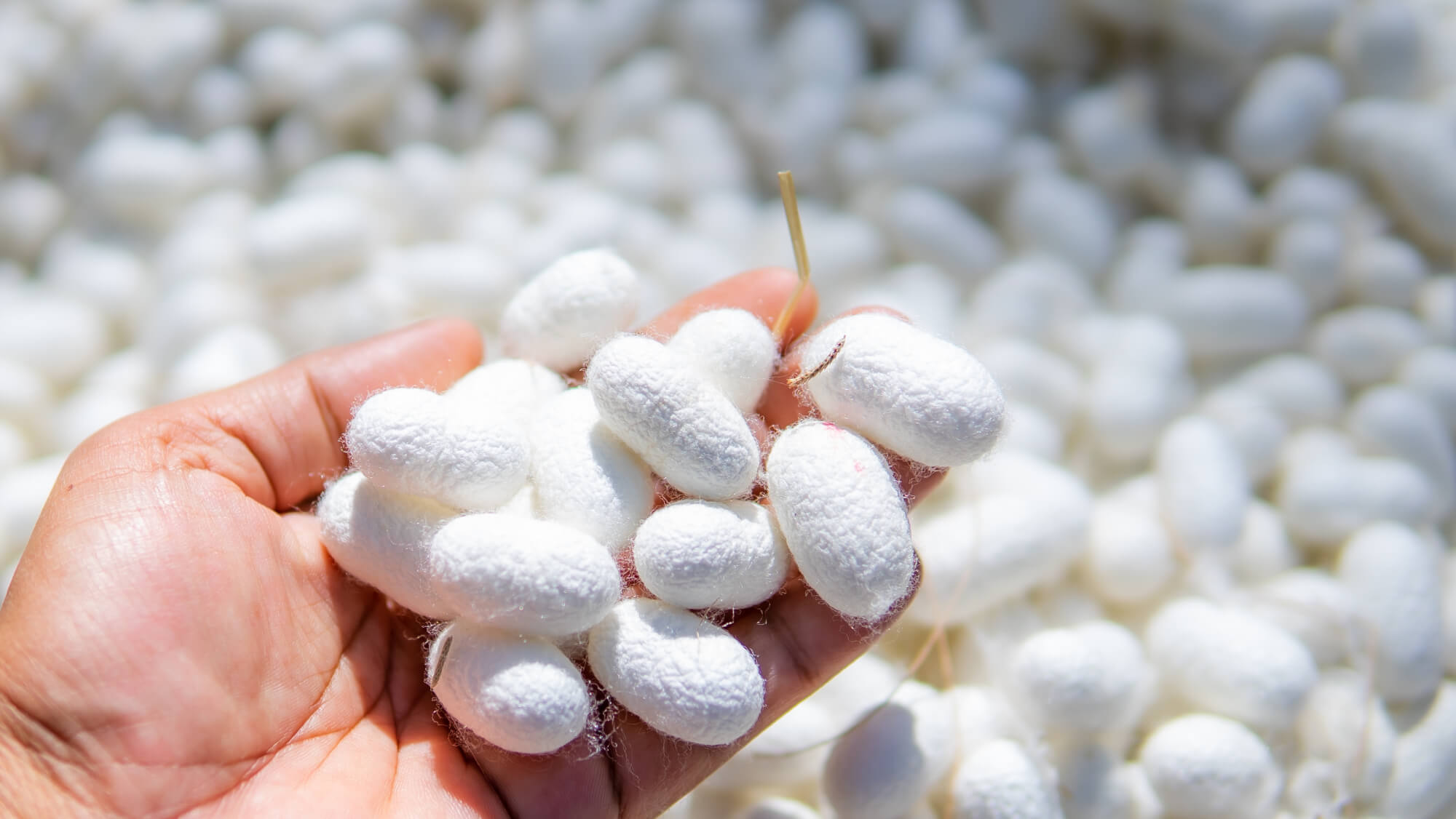 Historic myth - who invented silk? – Adora Silk